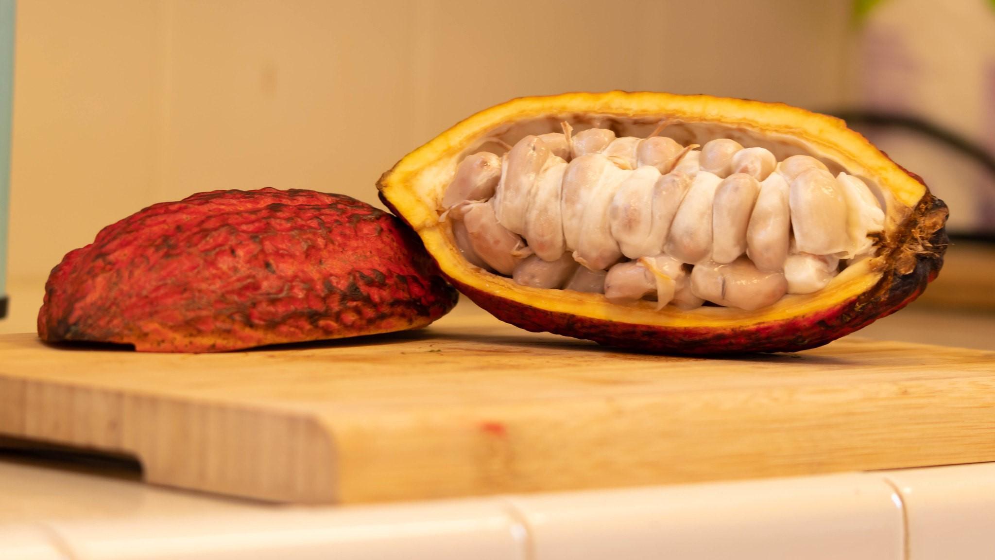 Cacao la bebida de los dioses - Mextips